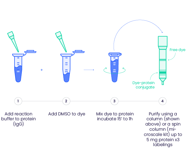 AnaTag Protein Labeling Kits | AnaSpec