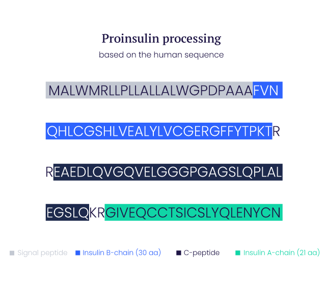 Insulin Peptides | AnaSpec