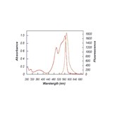R-PE (R-Phycoerythrin) - 1 mg