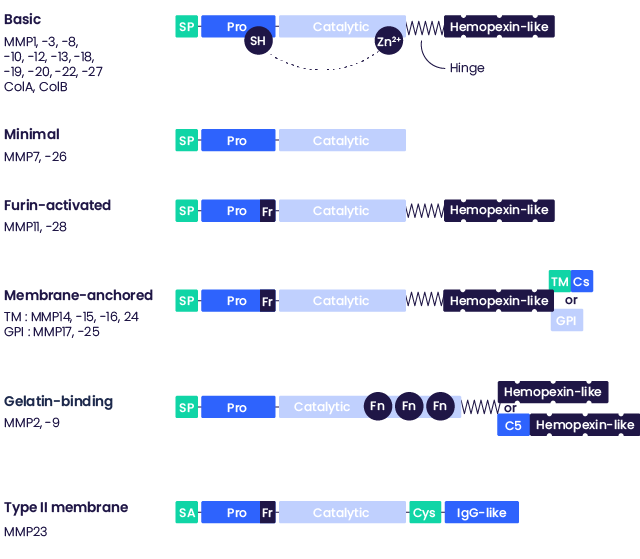 MMP Assay Kits | AnaSpec