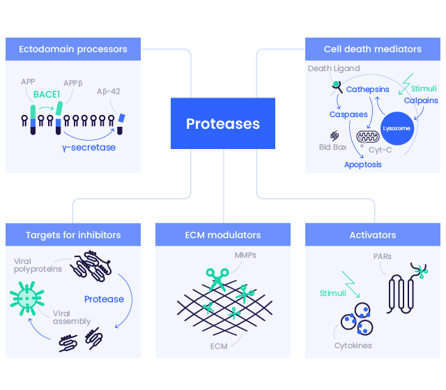 Protease & Enzyme Activity Assay Kits