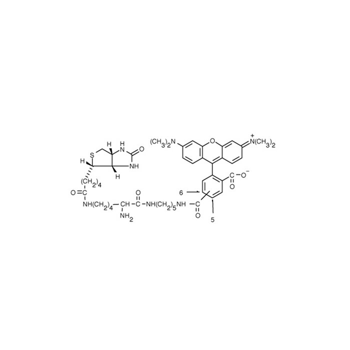Biocytin TMR [5-(and-6)-Tetramethylrhodamine biocytin] - 5 mg